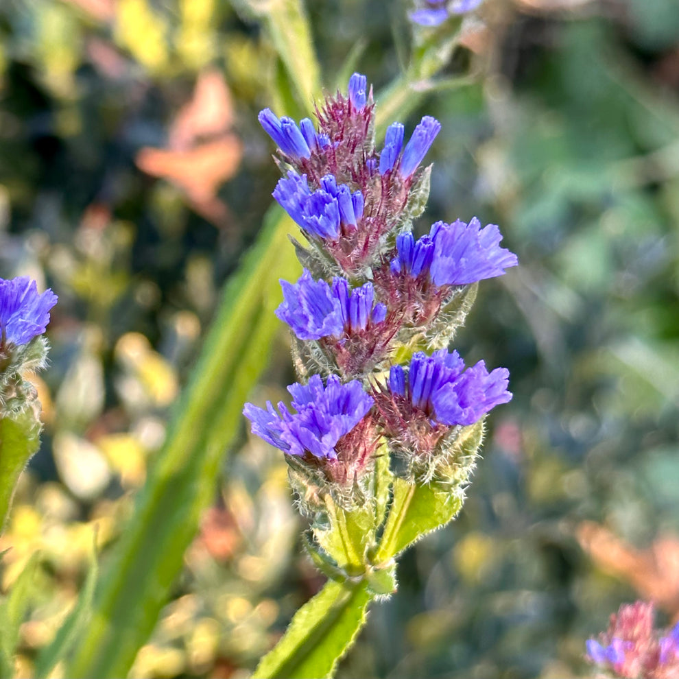 Statice 'Heavenly Blue' Seeds – Hollyhock Hill