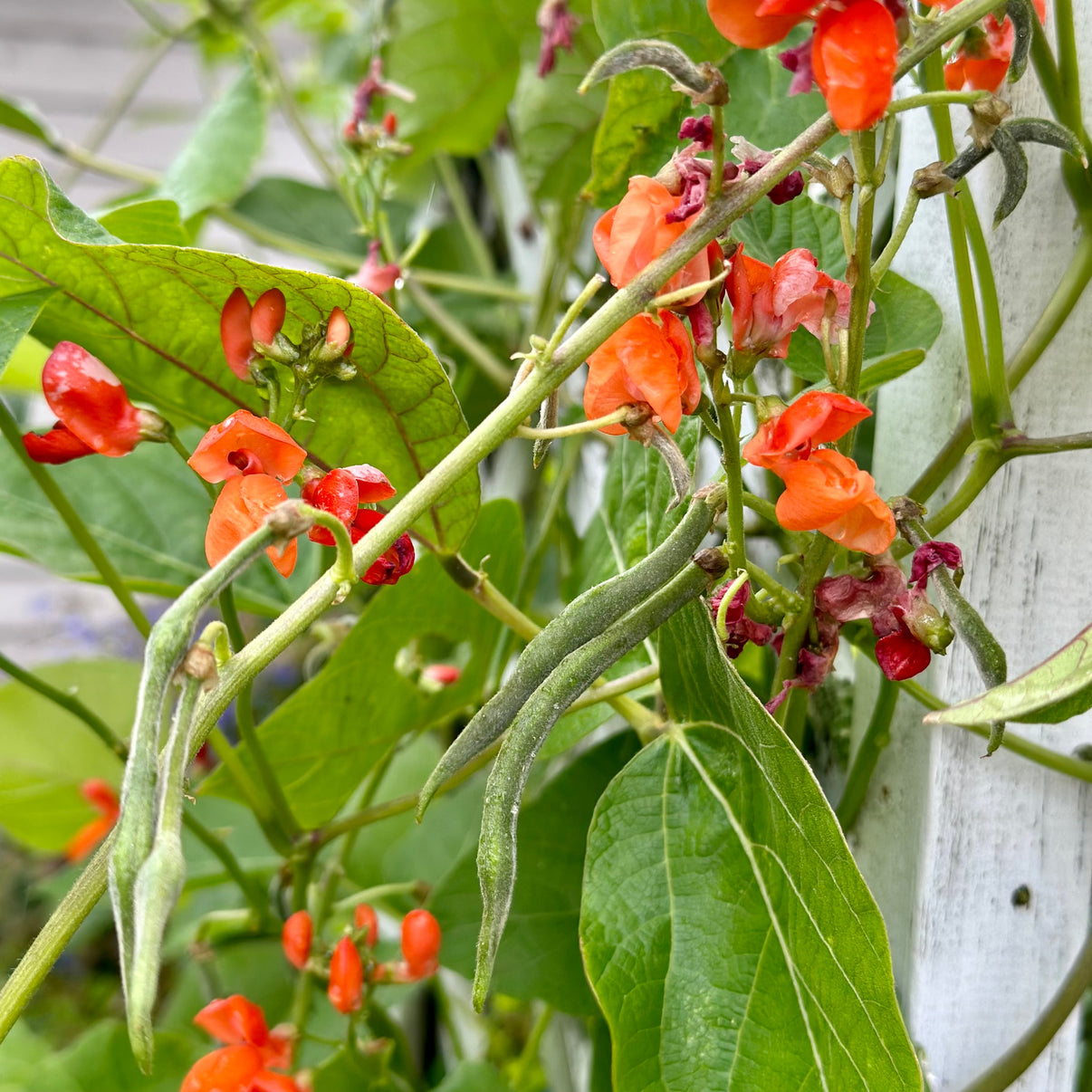 Bean 'Scarlet Emperor' Seeds – Hollyhock Hill