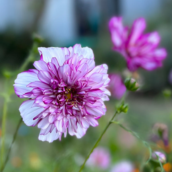 Cosmos 'Double Click' Mix Seeds – Hollyhock Hill