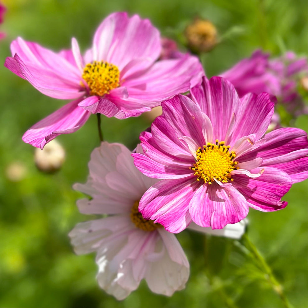 Cosmos 'Rosetta' 25 Seeds – Hollyhock Hill
