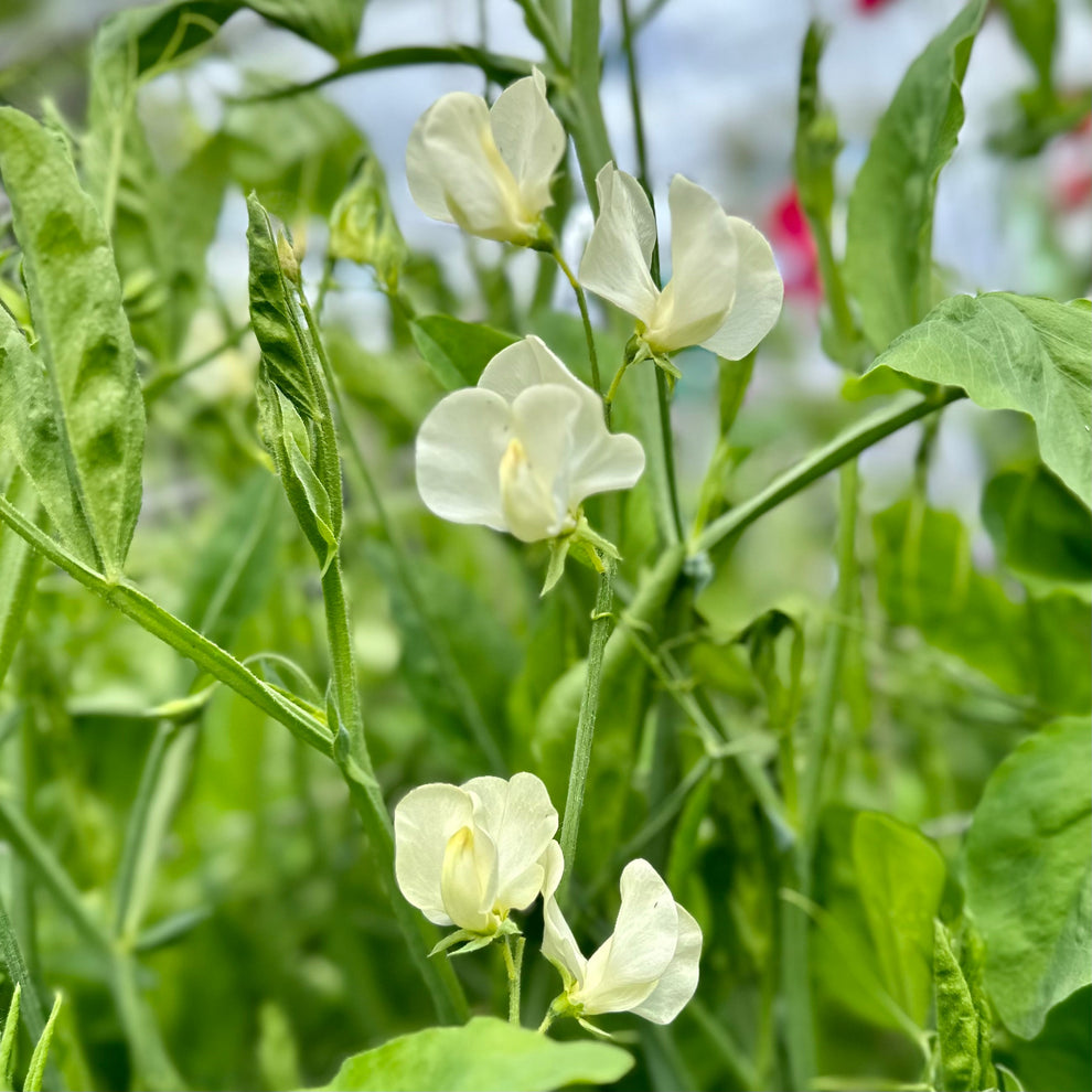 Sweet Pea ‘Mrs Collier’ Seeds. – Hollyhock Hill