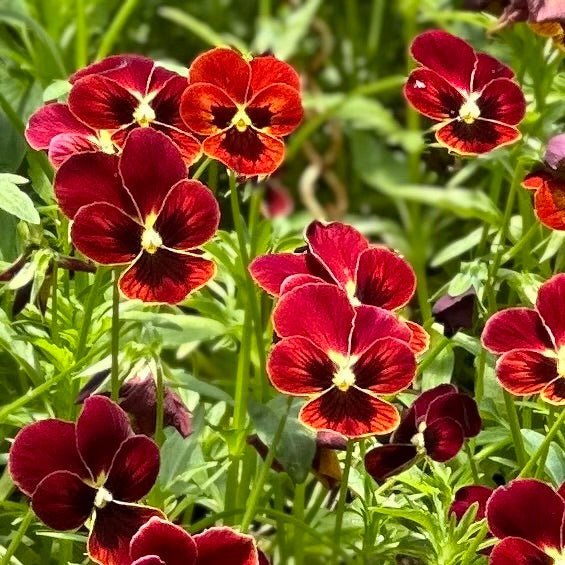 Viola 'Arkwright Ruby' Seeds – Hollyhock Hill