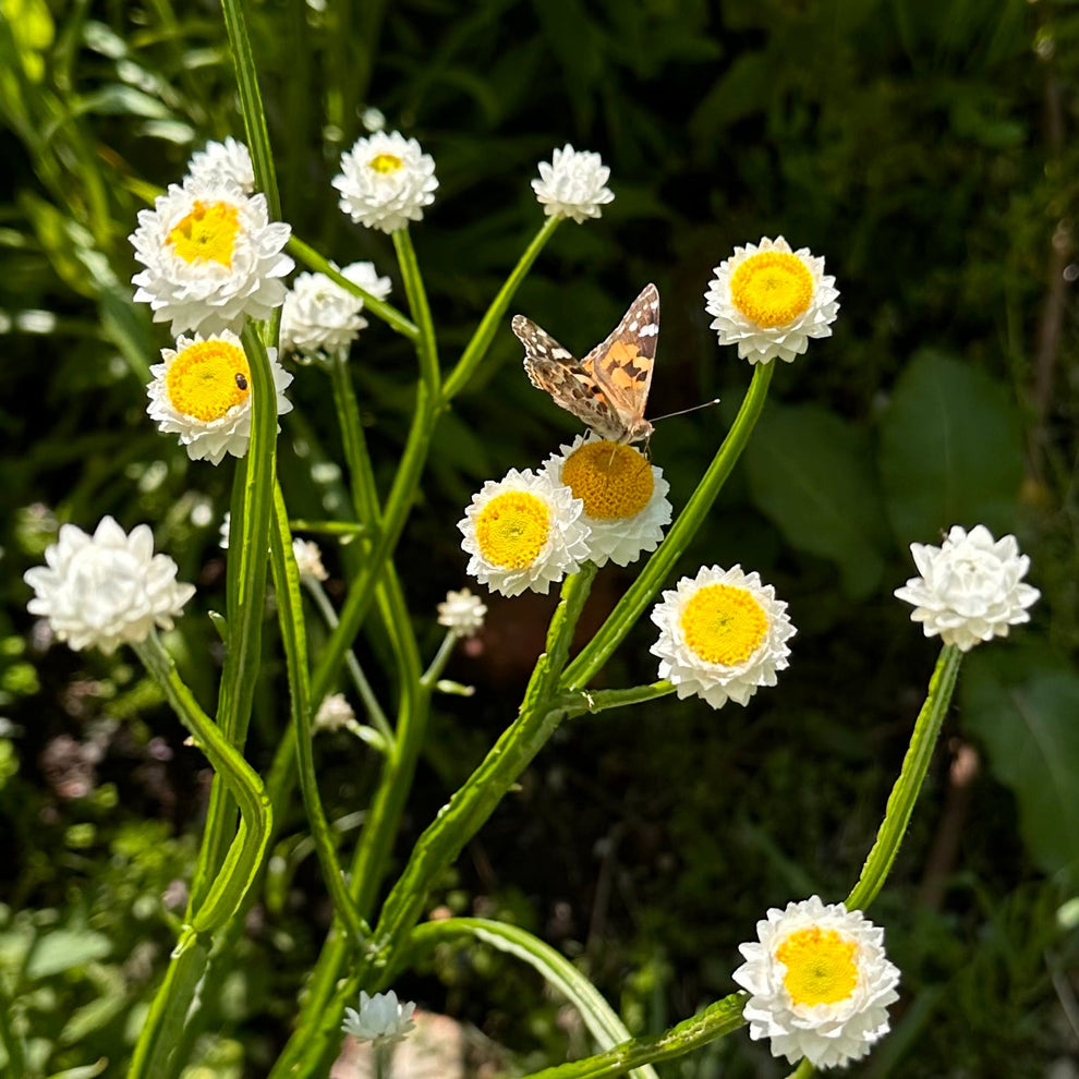 Winged Everlasting Daisy Seeds – Hollyhock Hill